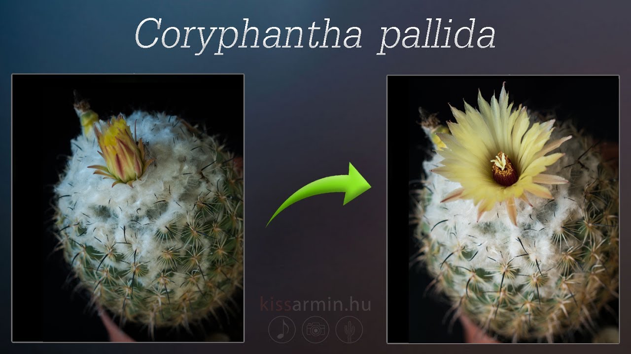Coryphantha pallida ♫ - YouTube