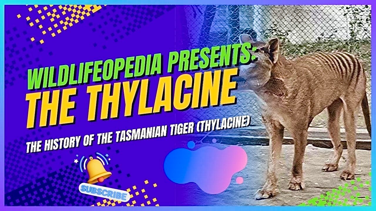 The History of The Tasmanian Tiger, a.k.a. The Thylacine (Thylacinus ...