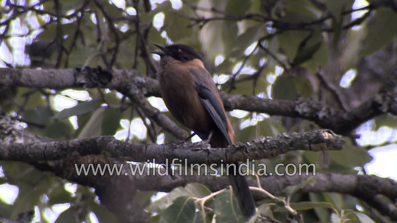Black-capped or Rufous Sibia - a melodious Himalayan bird - YouTube