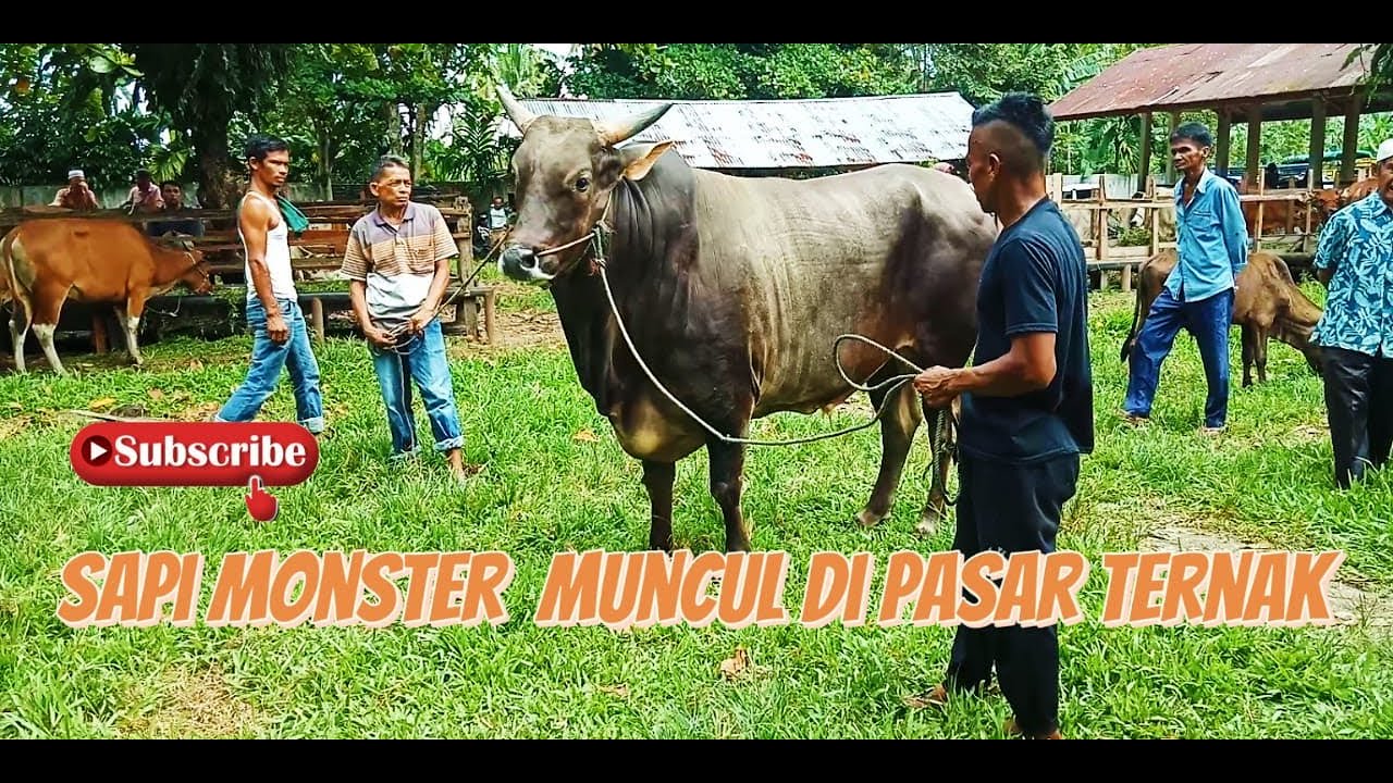 sapi monster muncul di pasar ternak - YouTube