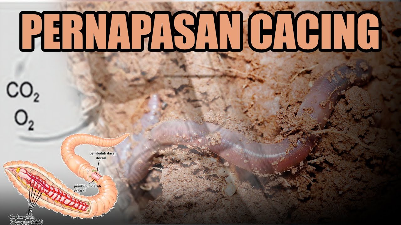 Bagaimana Cara Cacing Bernapas? Ketahui Sistem Pernapasannya Ini - YouTube