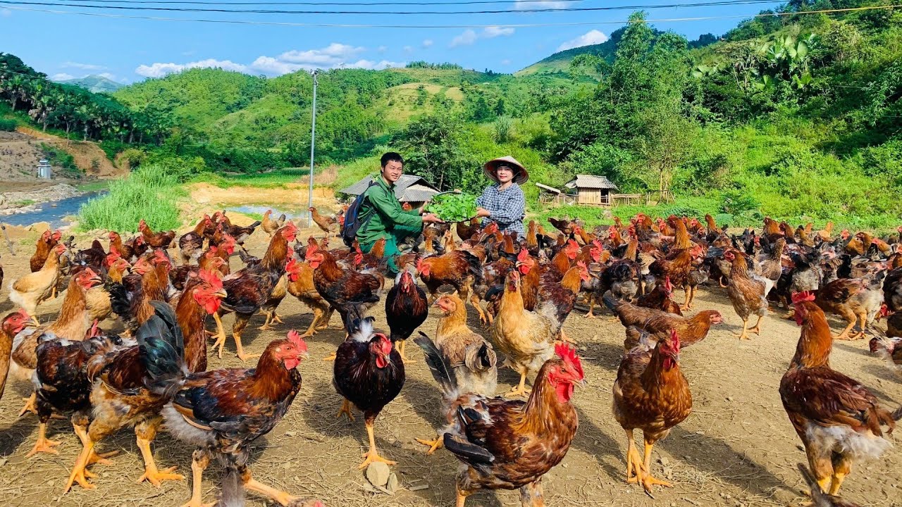 Duong asked for clean vegetable seedlings from Sang Vy farm to grow and ...