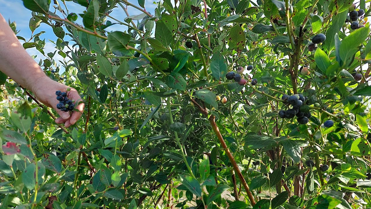 Picking Blueberry fruits in GERMANY 🇩🇪 - YouTube