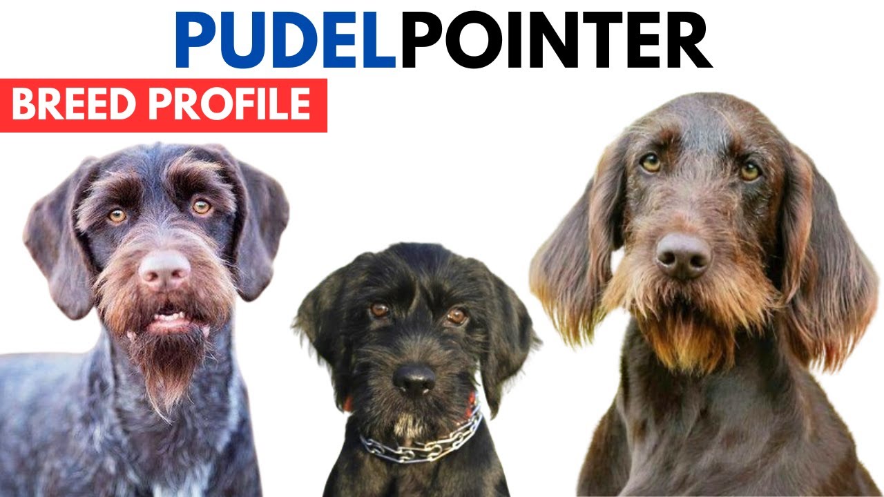Pudelpointer Dog Breed Profile History - Price - Traits - Pudelpointer ...