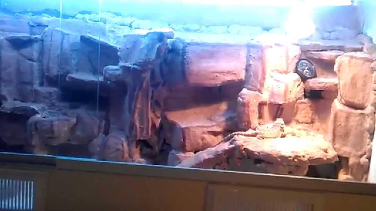Terrarium Agama Brodata - YouTube