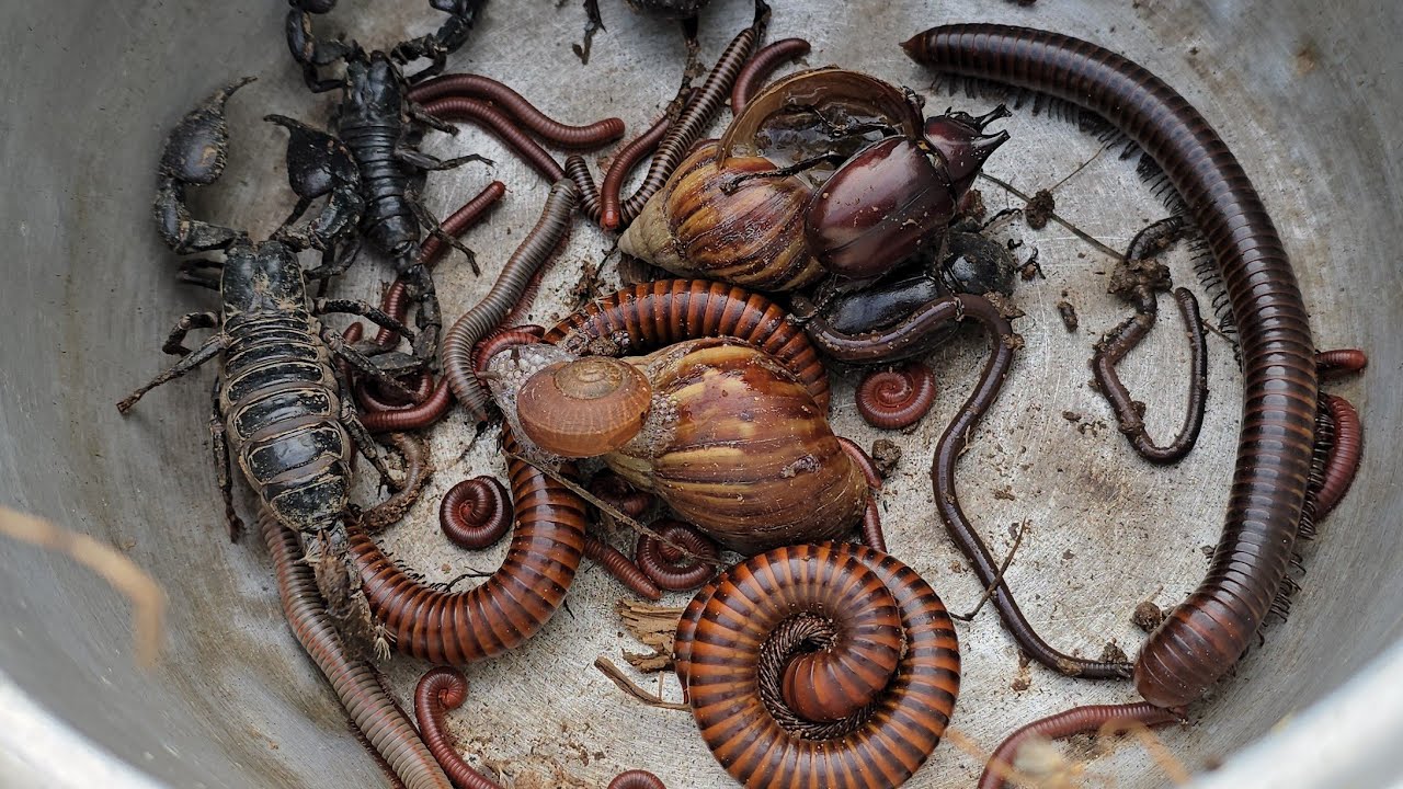 Scratch In The Soil Catch Venomous Scorpions, Giant Millipede, Beetle ...