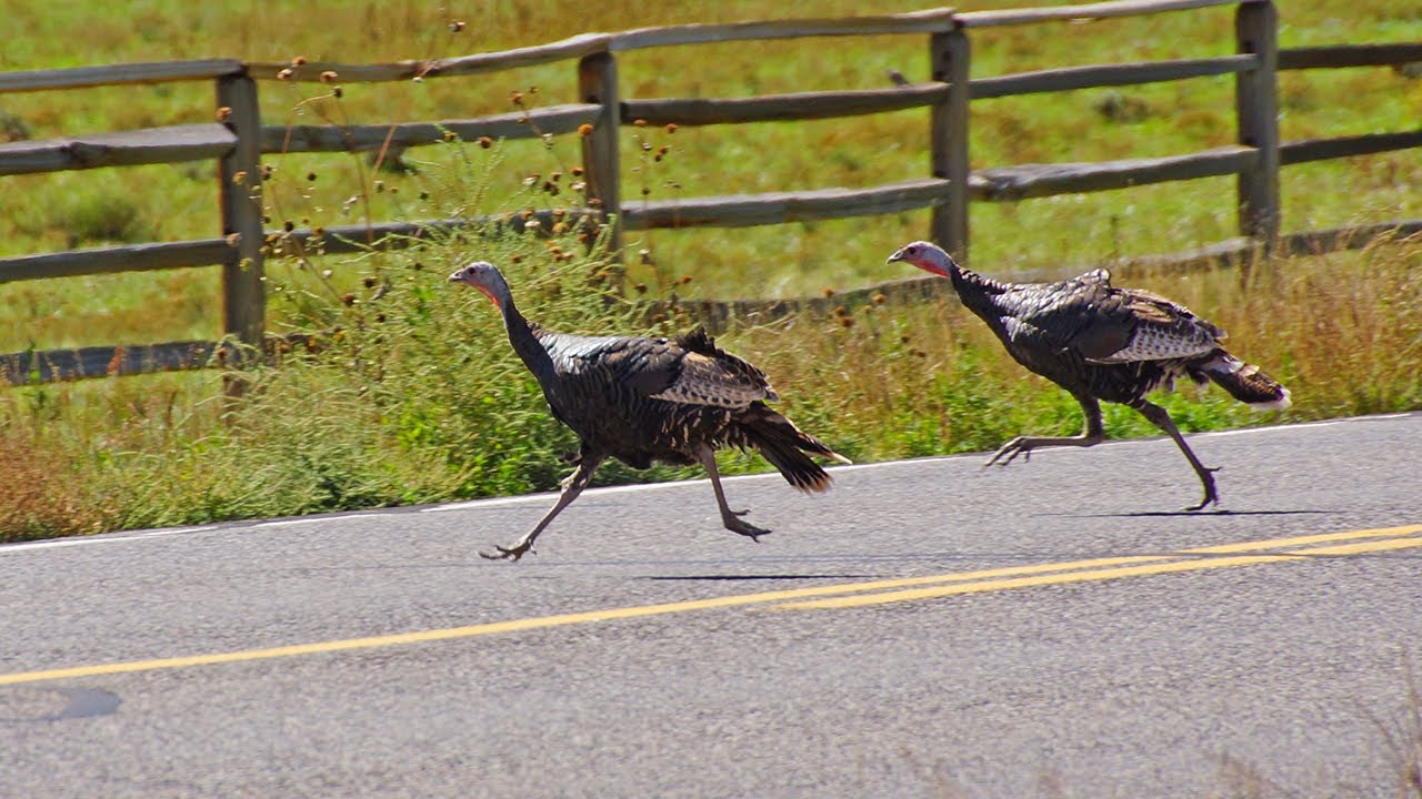 Turkey Chase - YouTube