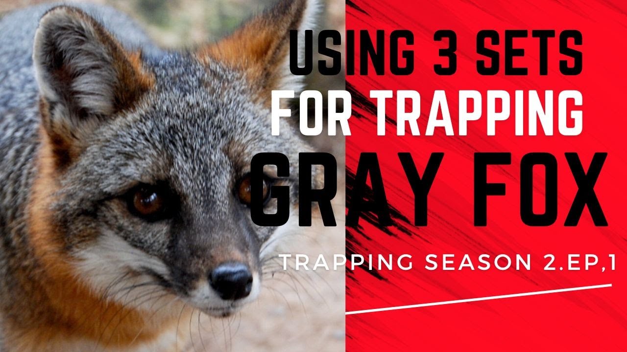 gray fox trapping (trap season 2 ,episode1) - YouTube