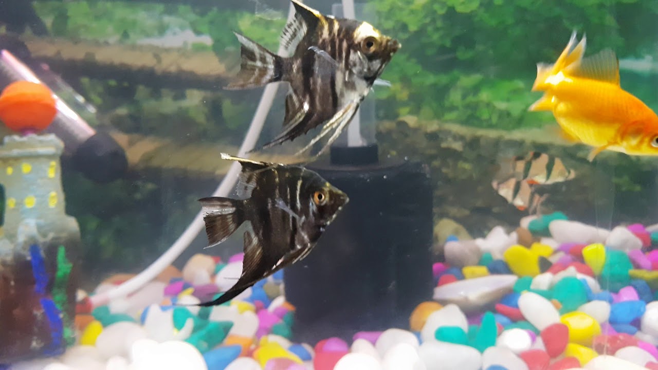 Fish hobby - YouTube