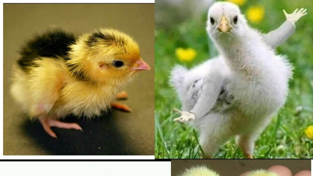 Fun and Entertainment with chicken || All Details about Poultry Forming ...