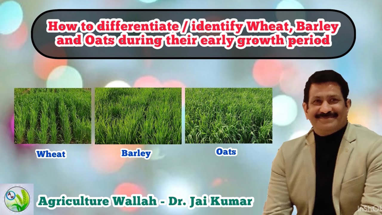 Identification of Wheat, Barley and Oats during their early vegetative ...