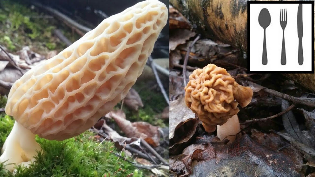 Smardz stożkowaty (Morchella conica) i Naparstniczka, smardzówka czeska ...
