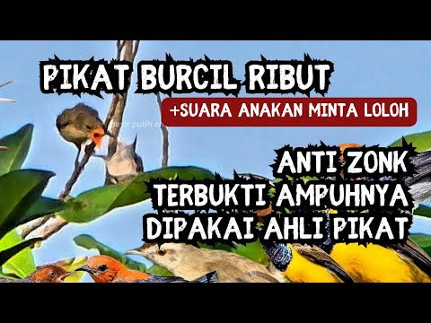 🔴 Pikat burcil paling ampuh suara pikat burung kecil paling dicari tukang pikat
