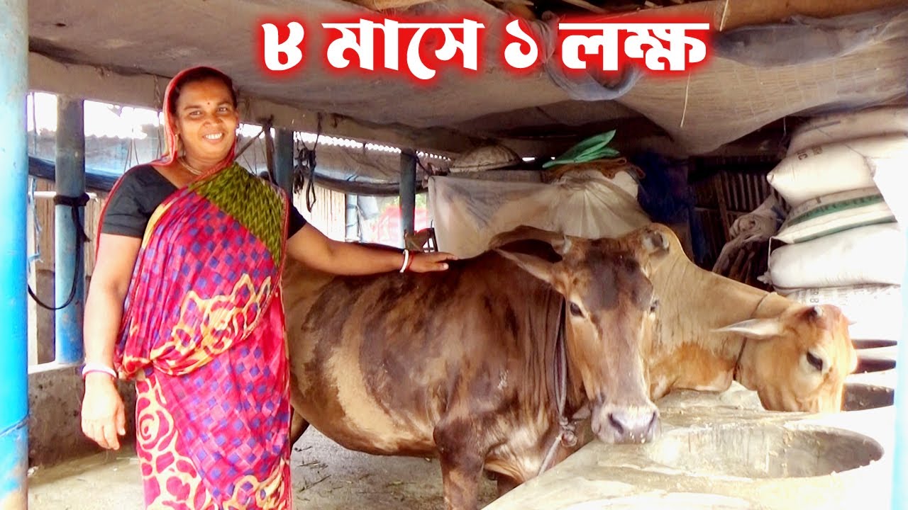 Cow farming by our beautiful village lady| Cow Farm| Channel 96 - YouTube