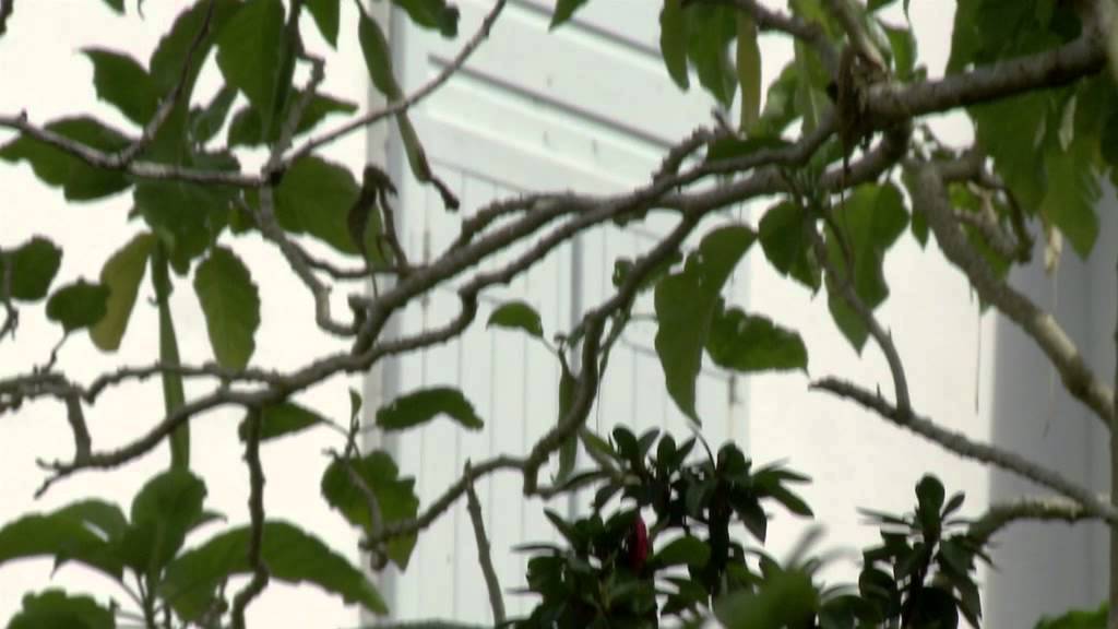 Les Petites Histoires de l'Architecture Réunionnaise - Cambourg - YouTube