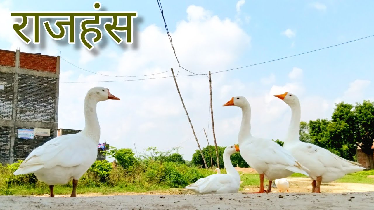 Beautiful Ducks // Battakh // @ihfatviews786 - YouTube