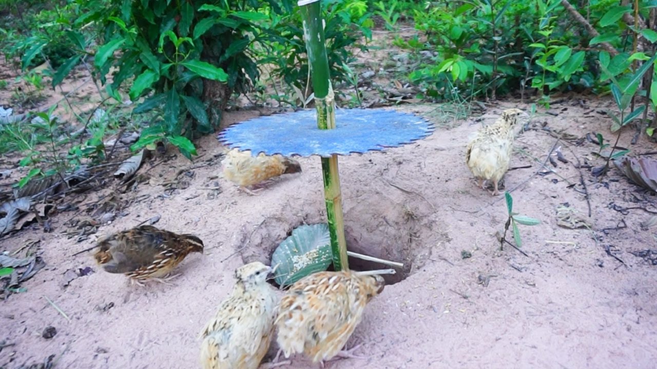 The First Creative DIY Bird Trap Using Hole & Cutter - How To Build ...