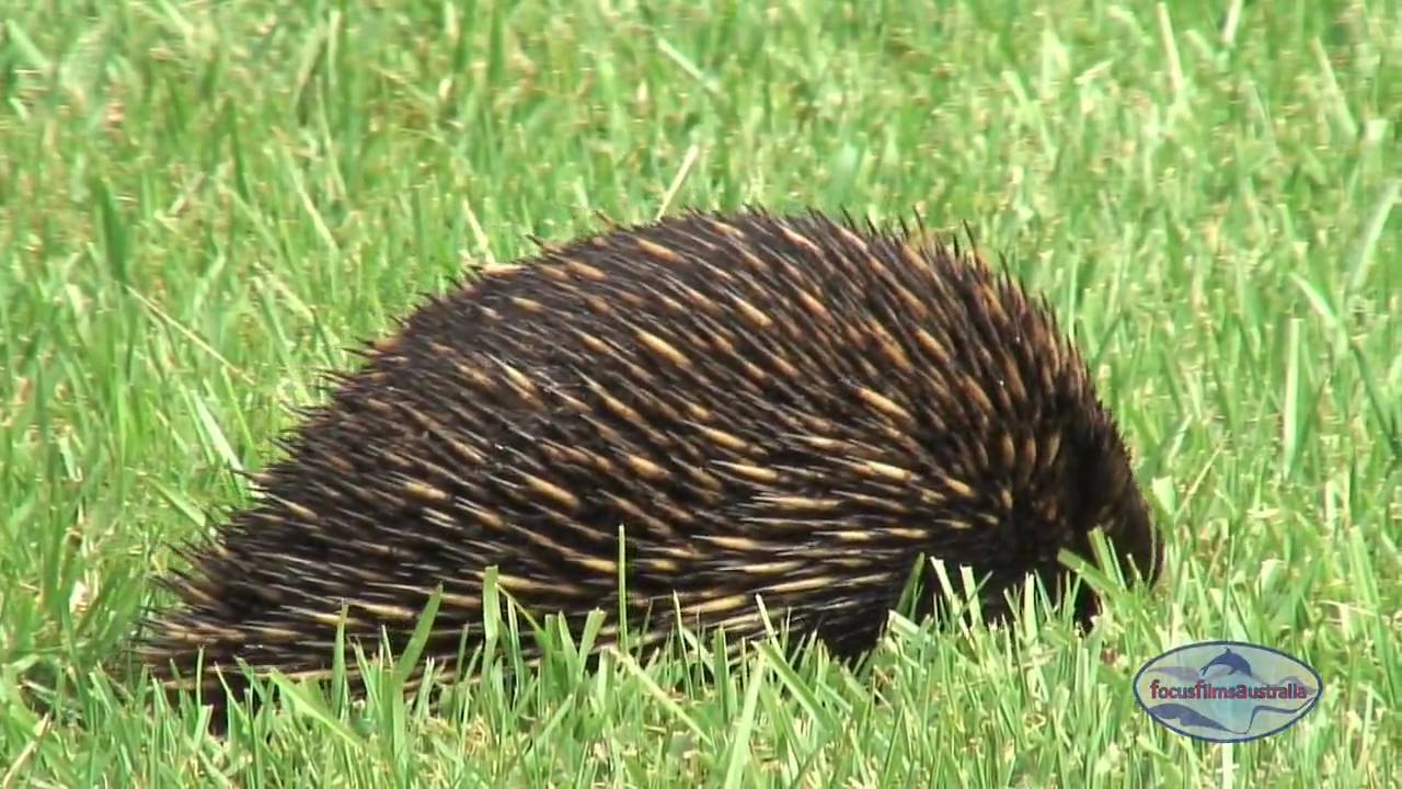 Australian Animals - The Australian Spiny Ant-eater aka The Echidna ...