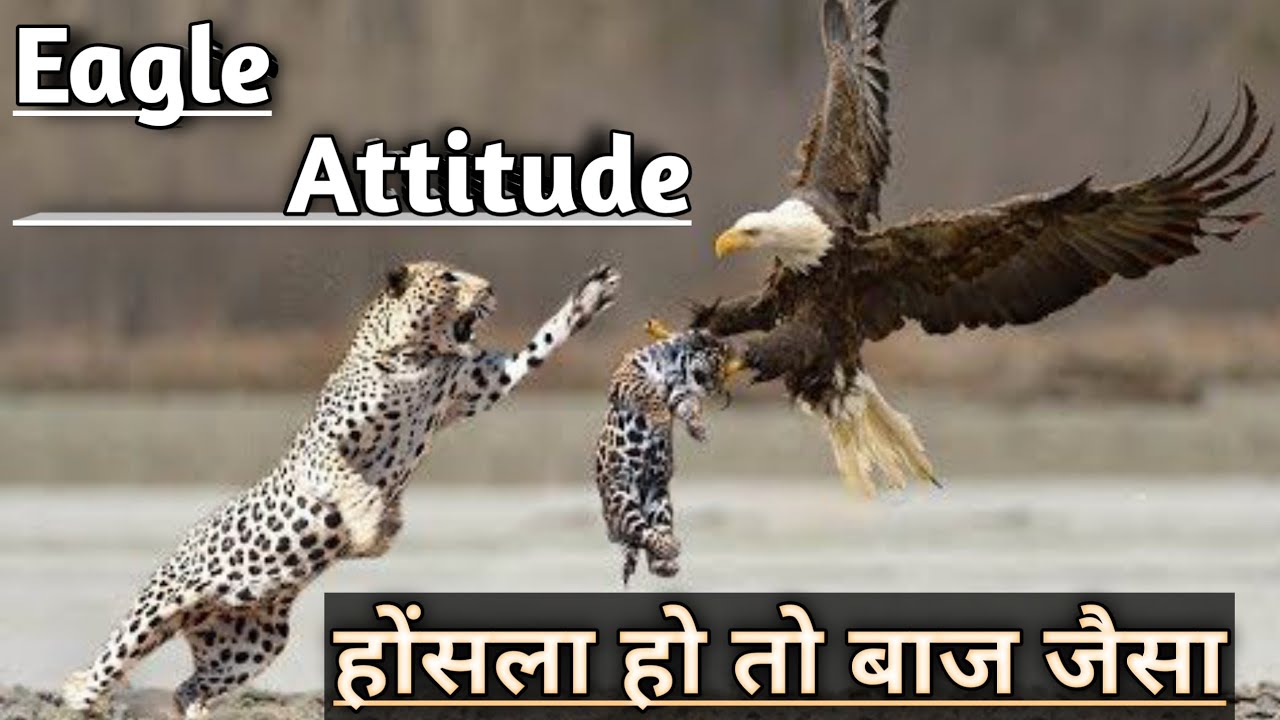 Eagle Attitude/motivational video status /attitude Motivational status ...