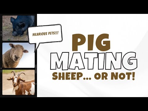 Pig Mating Sheep - or not! #shorts