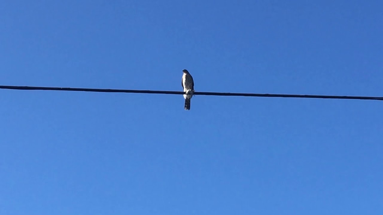 Seeing another super cool bird in our yard, wonder what kind this one ...