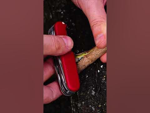 Amazing Bushcraft Trick with a Victorinox SAK - YouTube