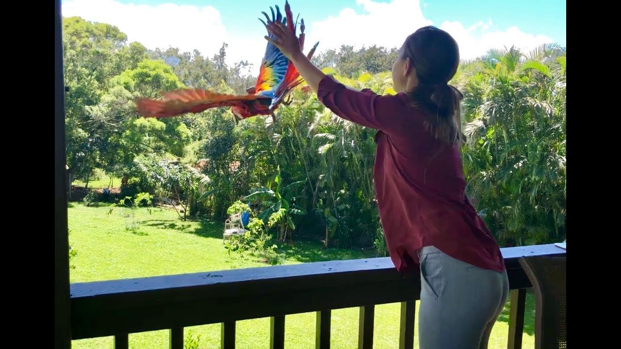 My Ruby Macaw flies around my neighborhood freely everyday - YouTube