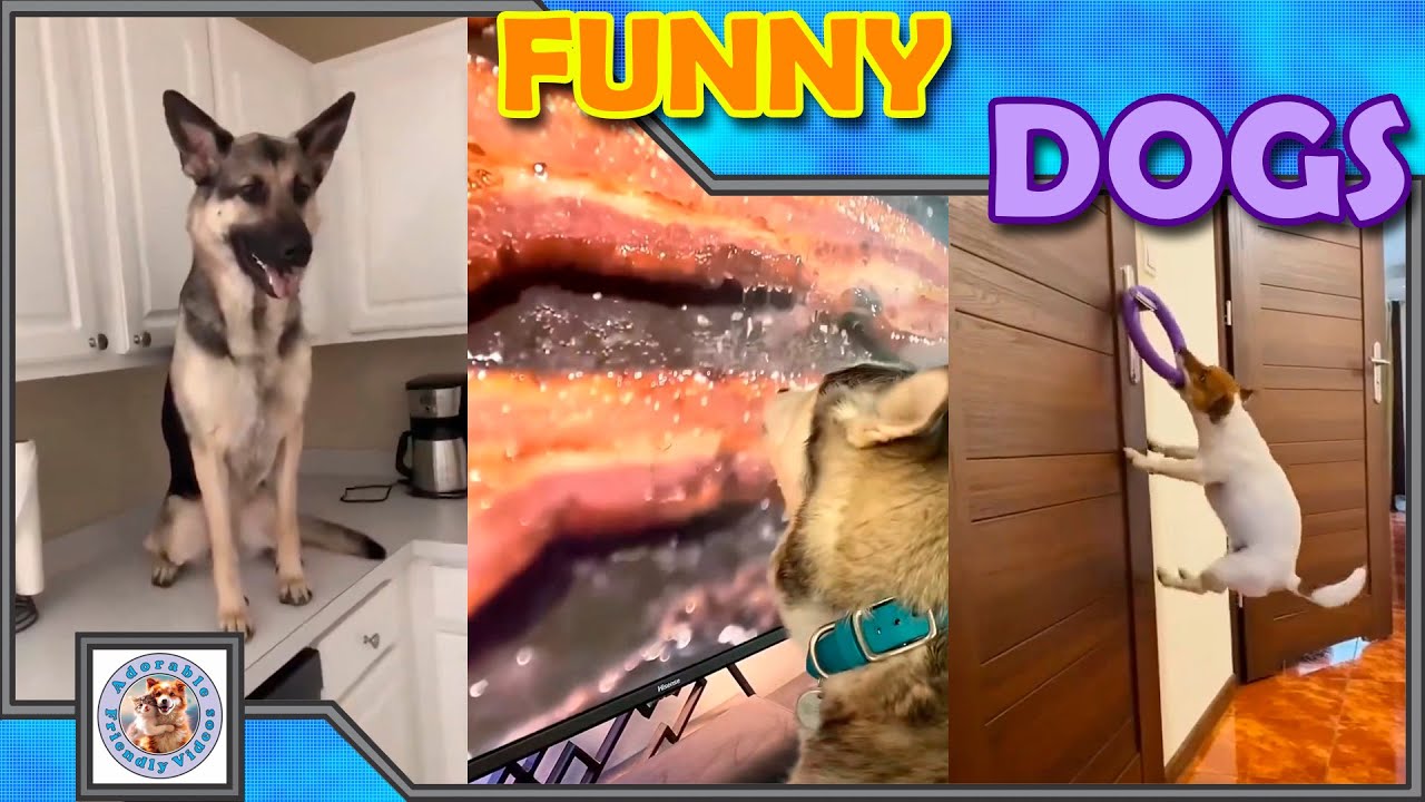 Compilation of funny dogs! Choose your favorite and leave a comment ...