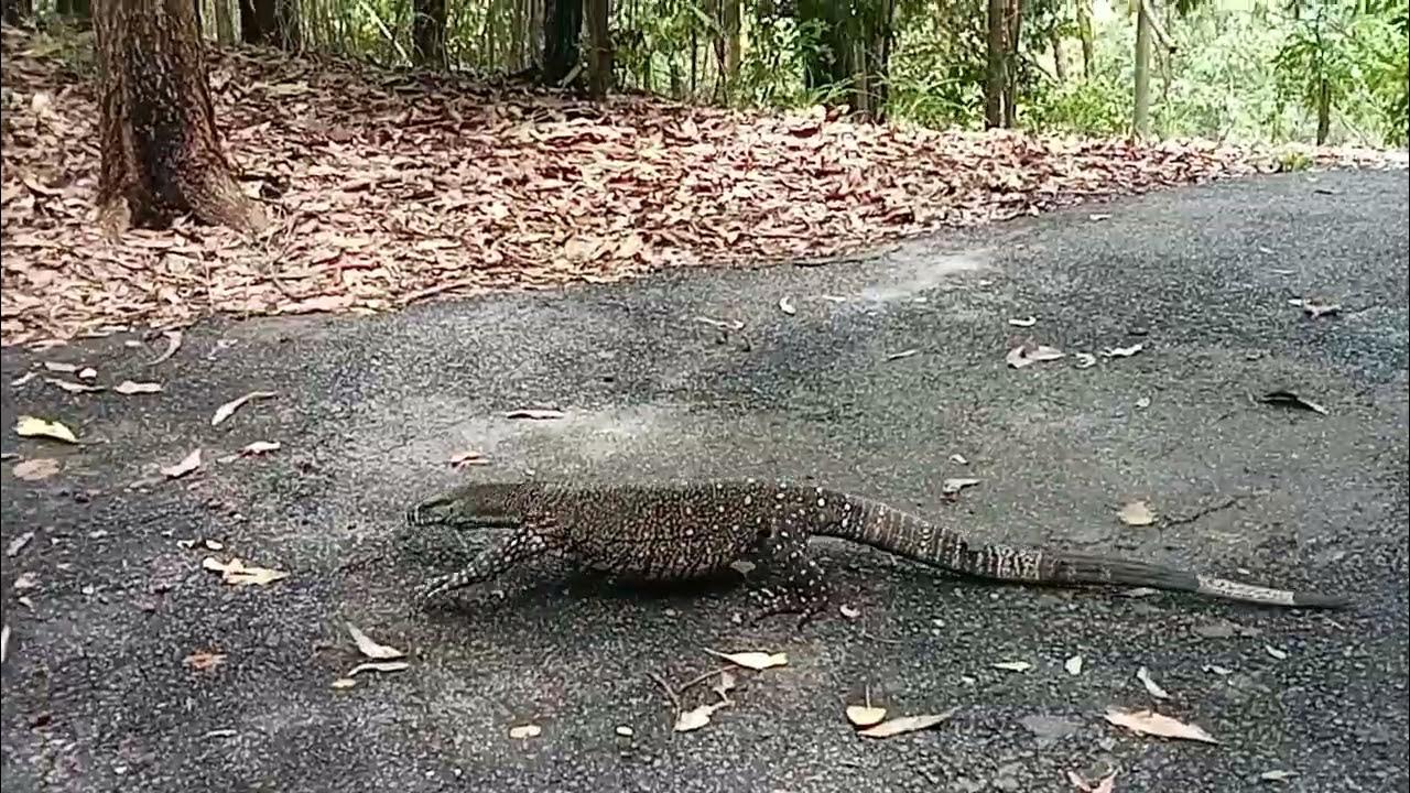 Massive Goanna at Walking Track - YouTube