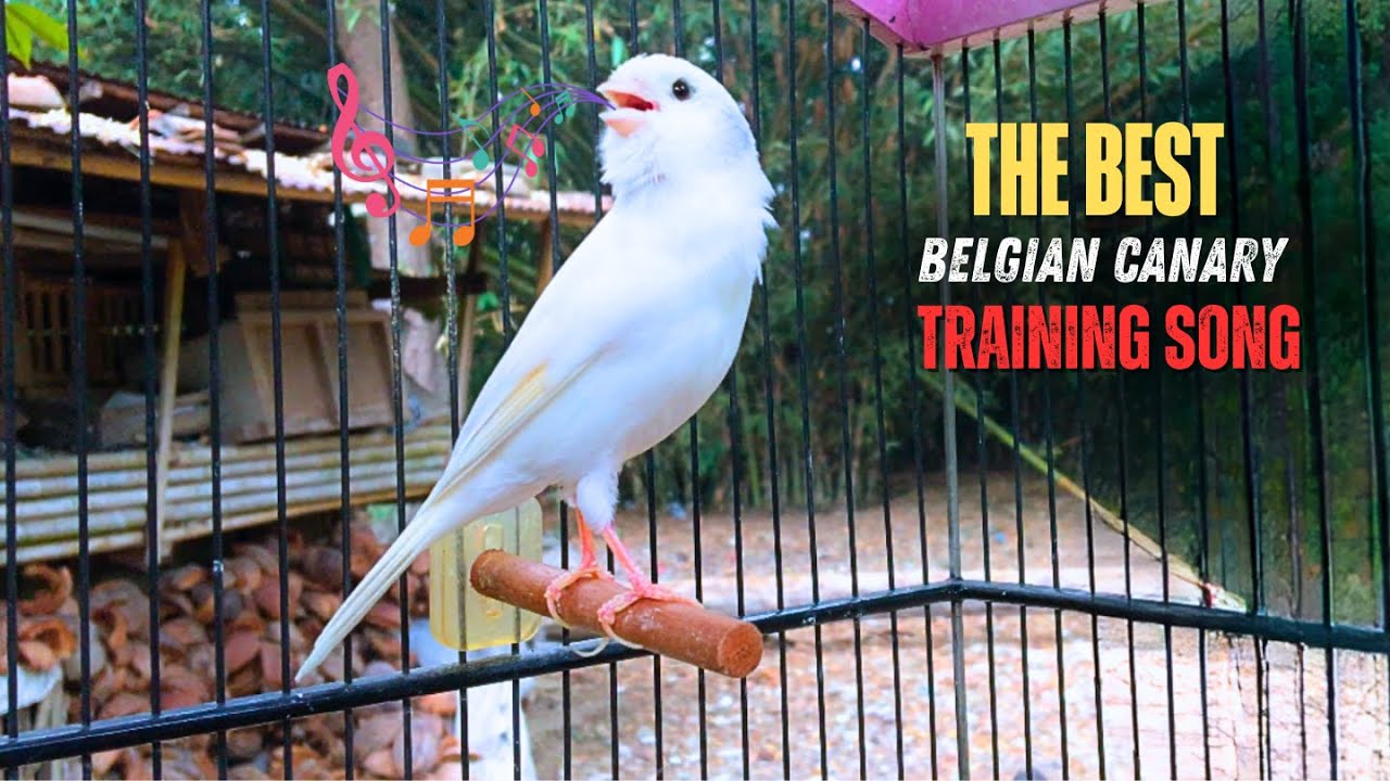 All The Canaries Will Sing Along After Hearing This Canary's Song - YouTube