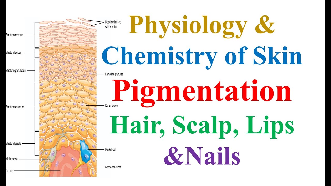 Physiology & Chemistry of Skin Pigmentation, Hair, Scalp, Lips & Nails ...