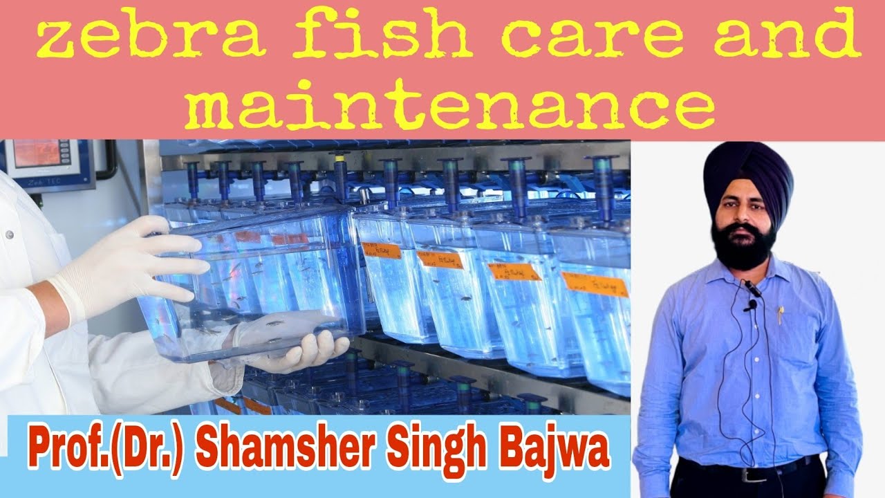 Zebrafish experiment and maintenance - YouTube