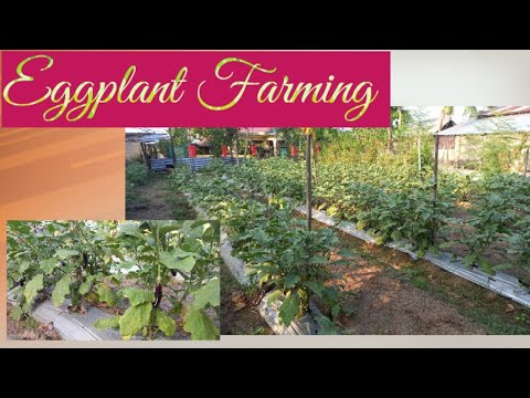 Talong Farming // Talong Farm Tour Daming bunga - YouTube