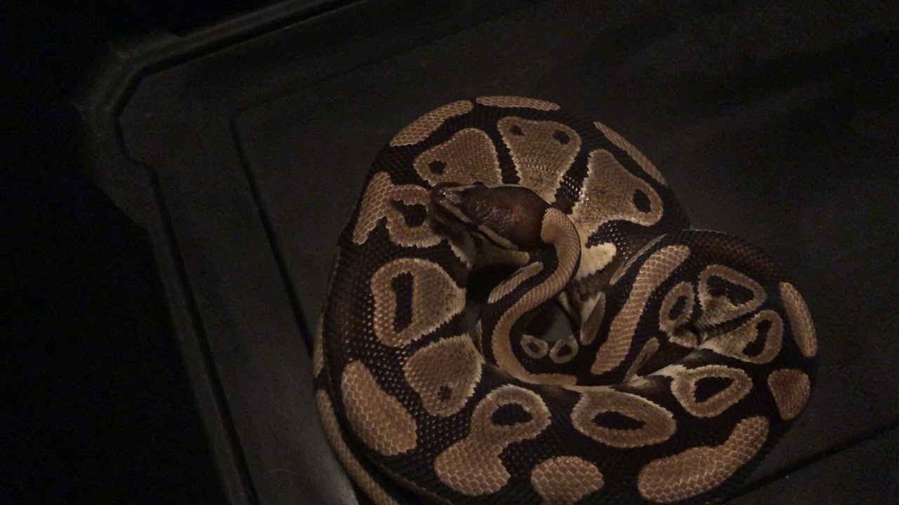 Princess Our Ball Python Eating Youtube 8216