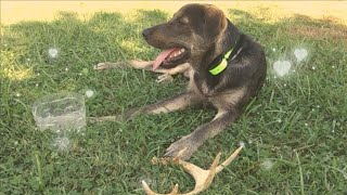 Brittany Spaniel Black Lab Mix