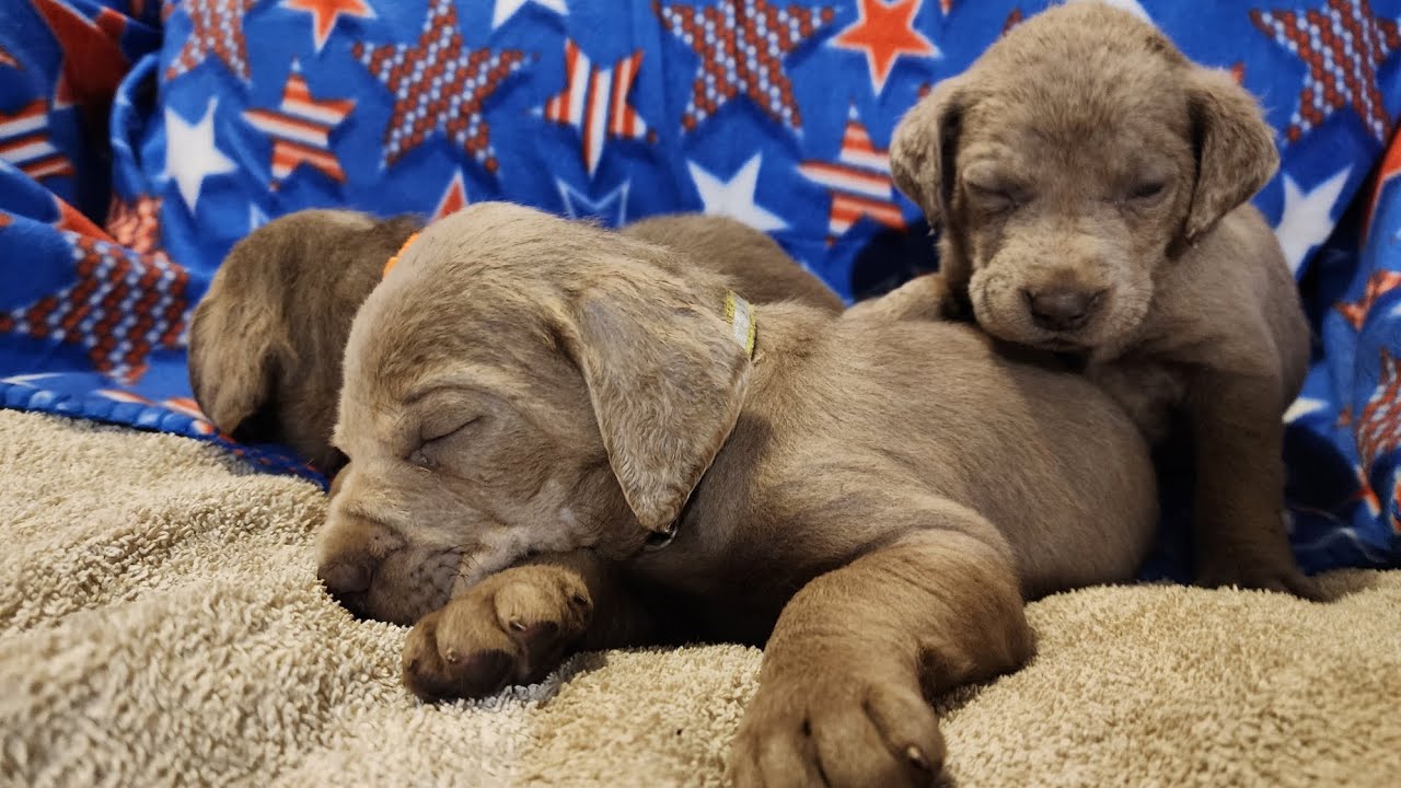 cute lab puppies ... pick your favorite ️ - YouTube