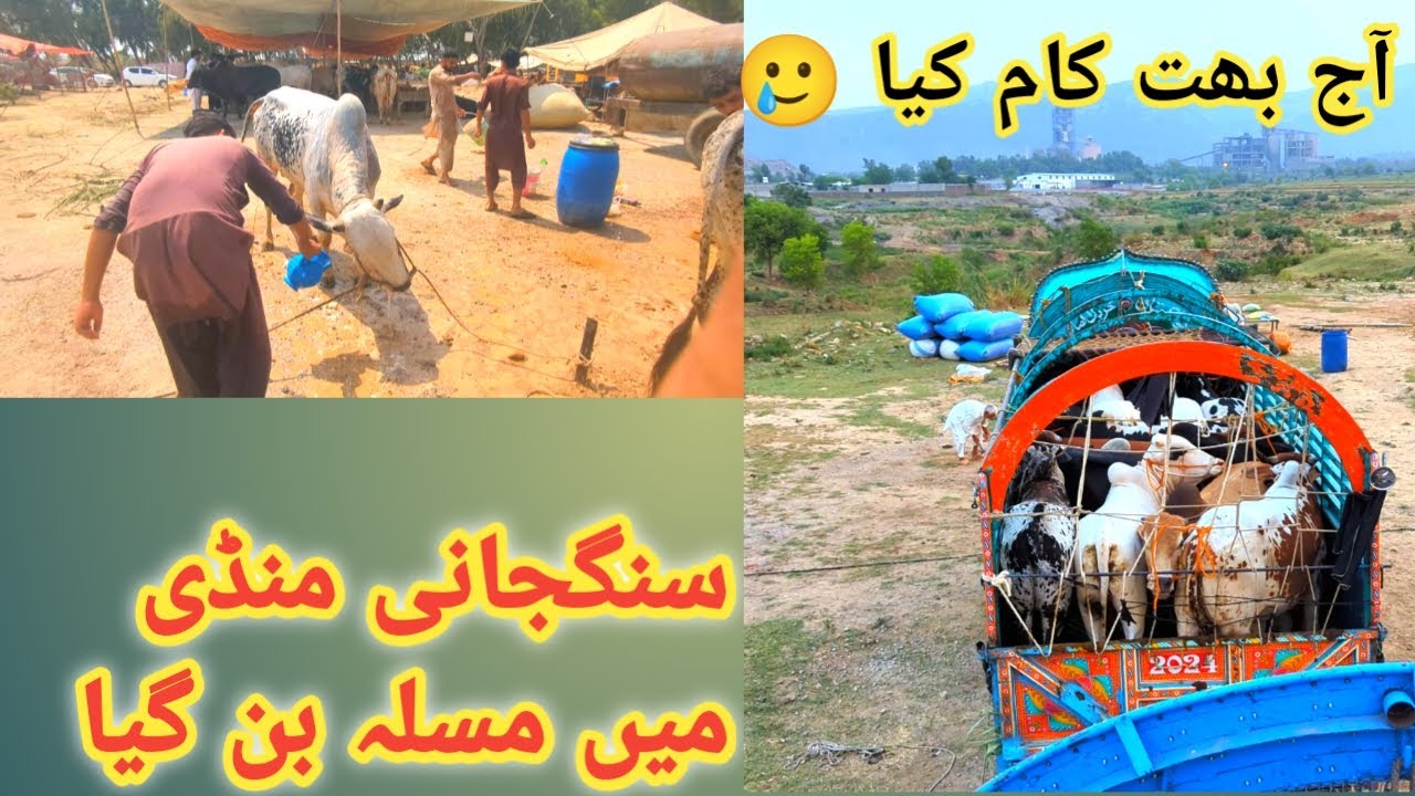 Sangjani mandi ma government ka rola😱 - YouTube