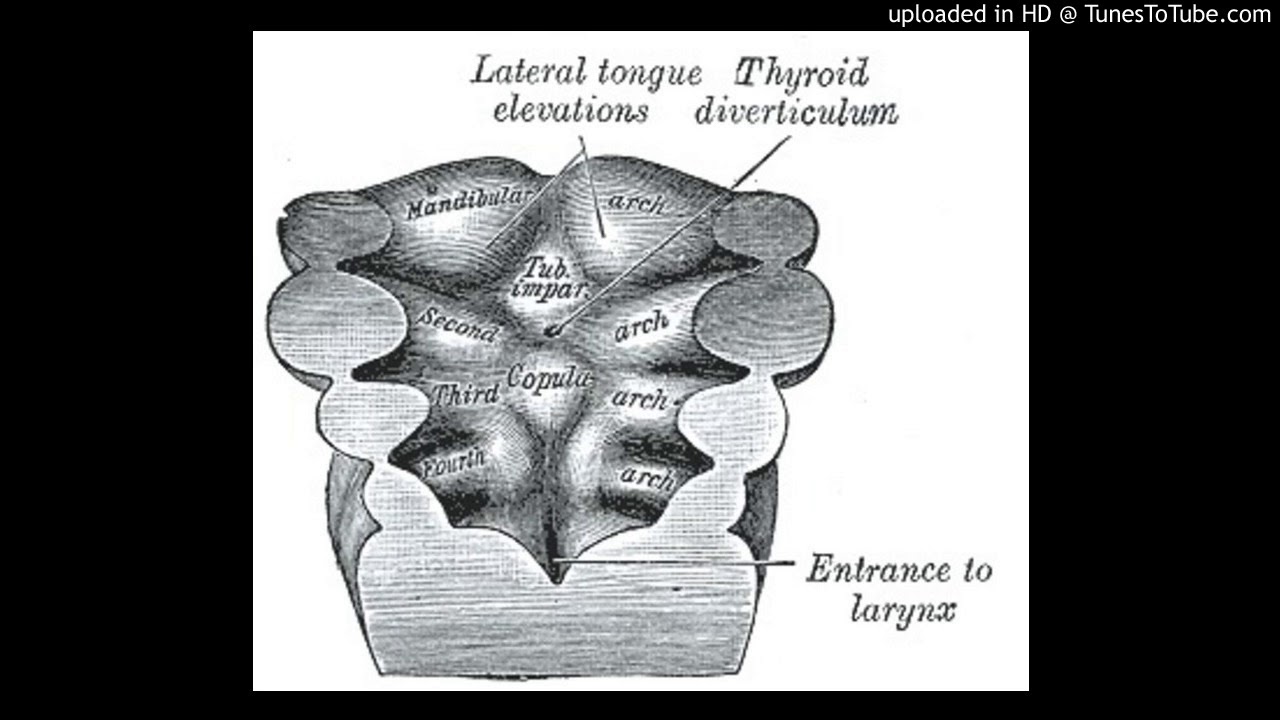 The thyroid gland : Development - YouTube