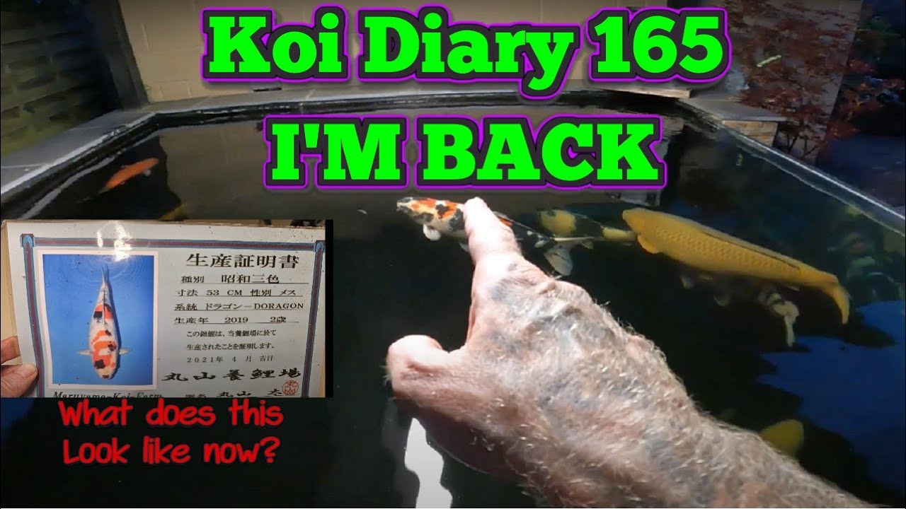 Koi Diary 165 - I am alive! And the Koi pond?? - YouTube