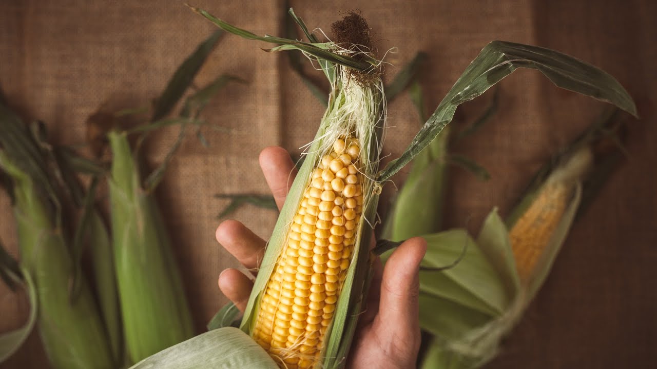 Corn Shucking Hacks You'll Wish You Knew Sooner - YouTube