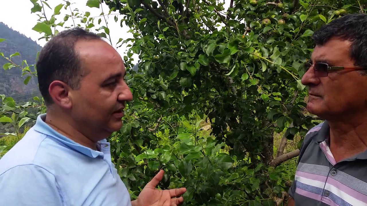 Armut Yetiştiriciliği - Nasıl - Ne Zaman - Hangi - Nerede - Yapılır ...