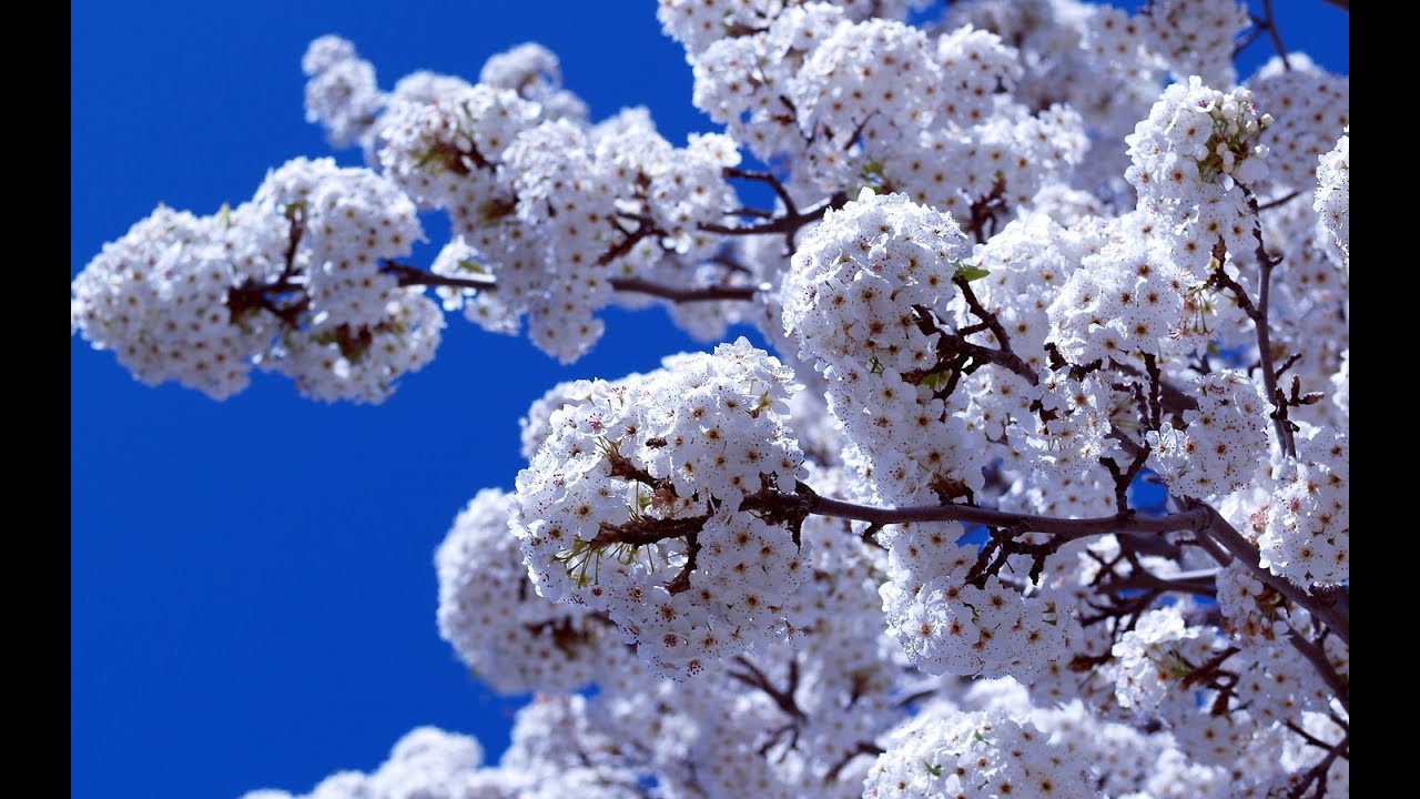 THE BEST. Мелодия ВЕСНЫ. Мощная и красивая музыка. - YouTube