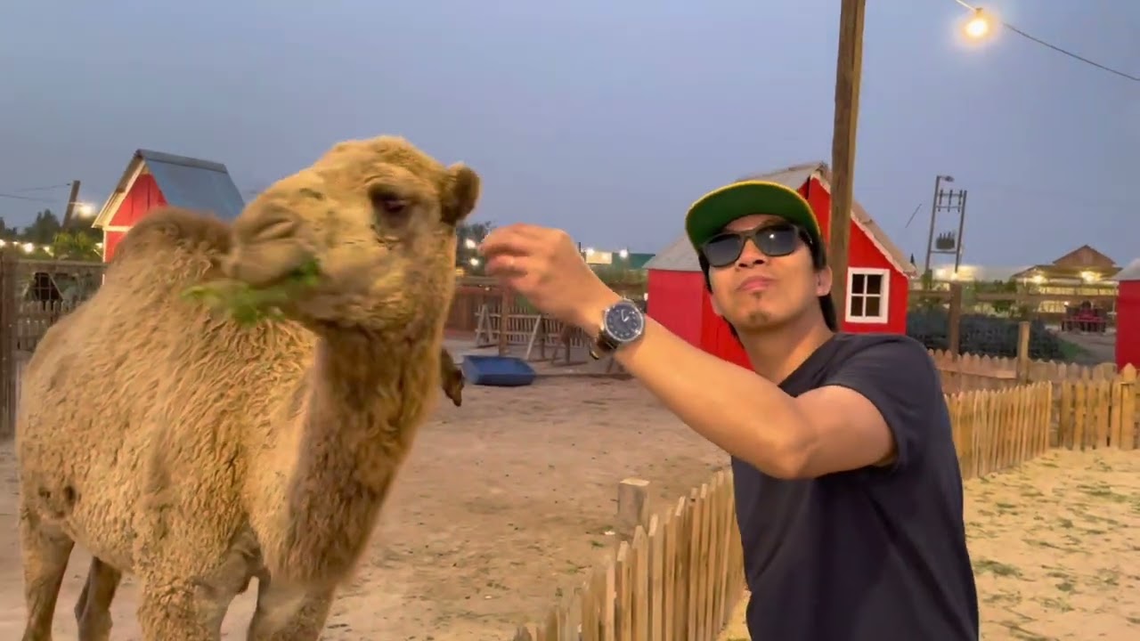 Kuwait Camels in Abdali Farm - YouTube
