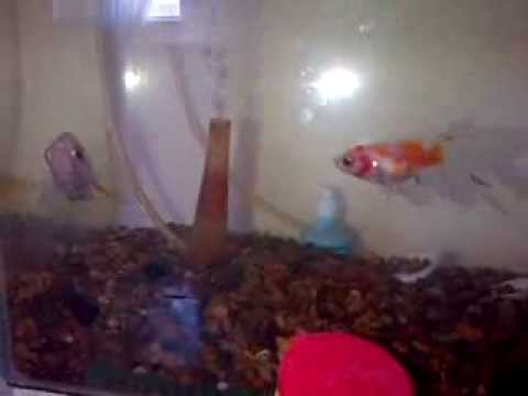 Peces haciendo caca - YouTube
