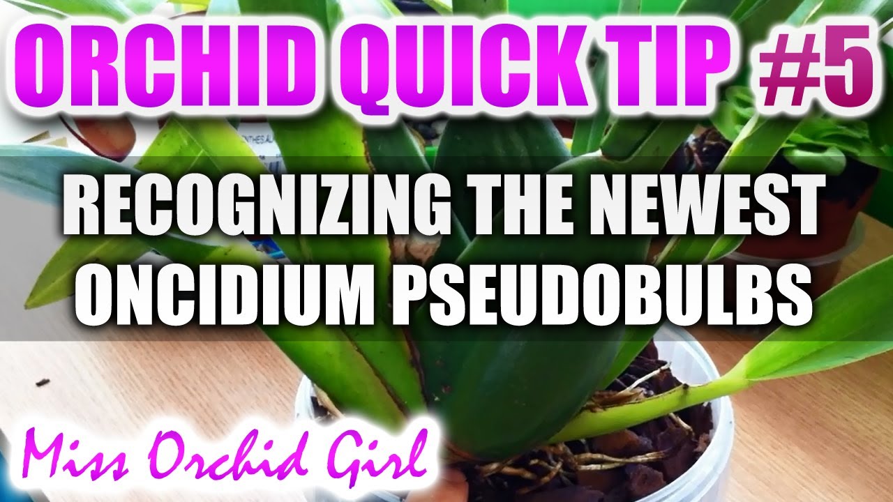 Orchid Tip #5 - How to recognize the newest pseudo bulbs on Oncidiums ...