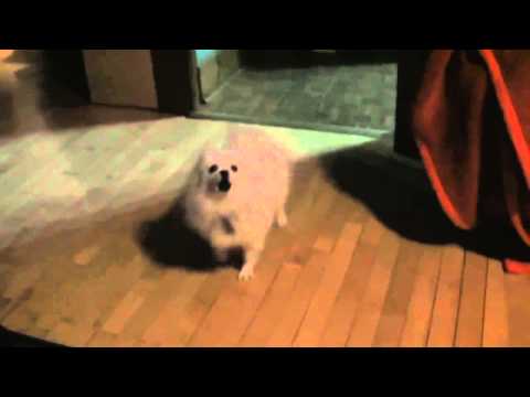 Dog Meme Compilation v2 - Gabe the Dog - Forsen Cancer Music - YouTube