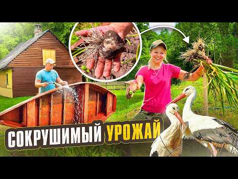 ПОРАЗИТЕЛЬНЫЙ УРОЖАЙ С КАРКАСНОЙ ГРЯДКИ! ЧТО У НАС ВЫРОСЛО В ЭТОМ ГОДУ? ПЛОДЫ РУШАТ ТЕПЛИЦУ!