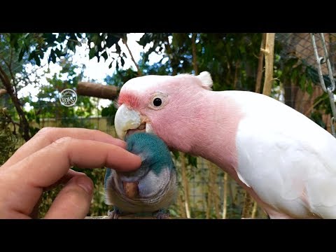 Everyone Loves Scritches! - YouTube