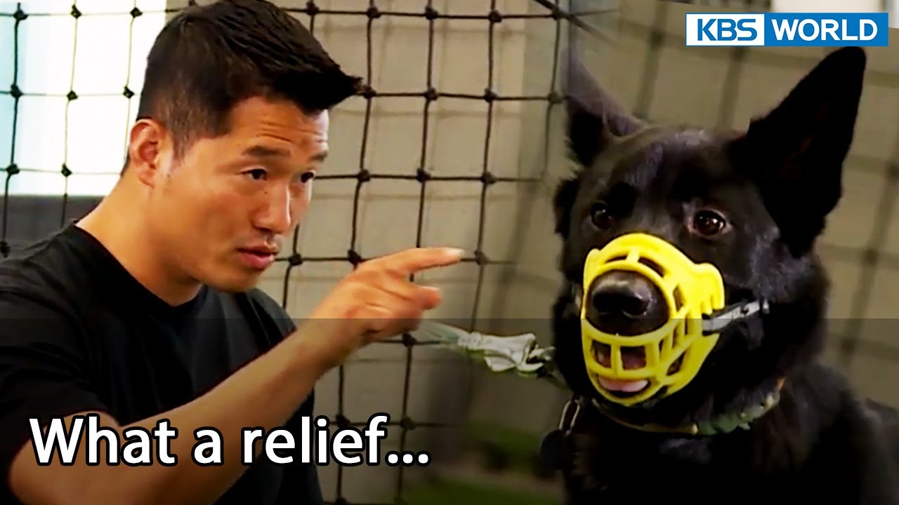 What a relief… [Dogs are incredible : EP.134-6] | KBS WORLD TV 220809 ...