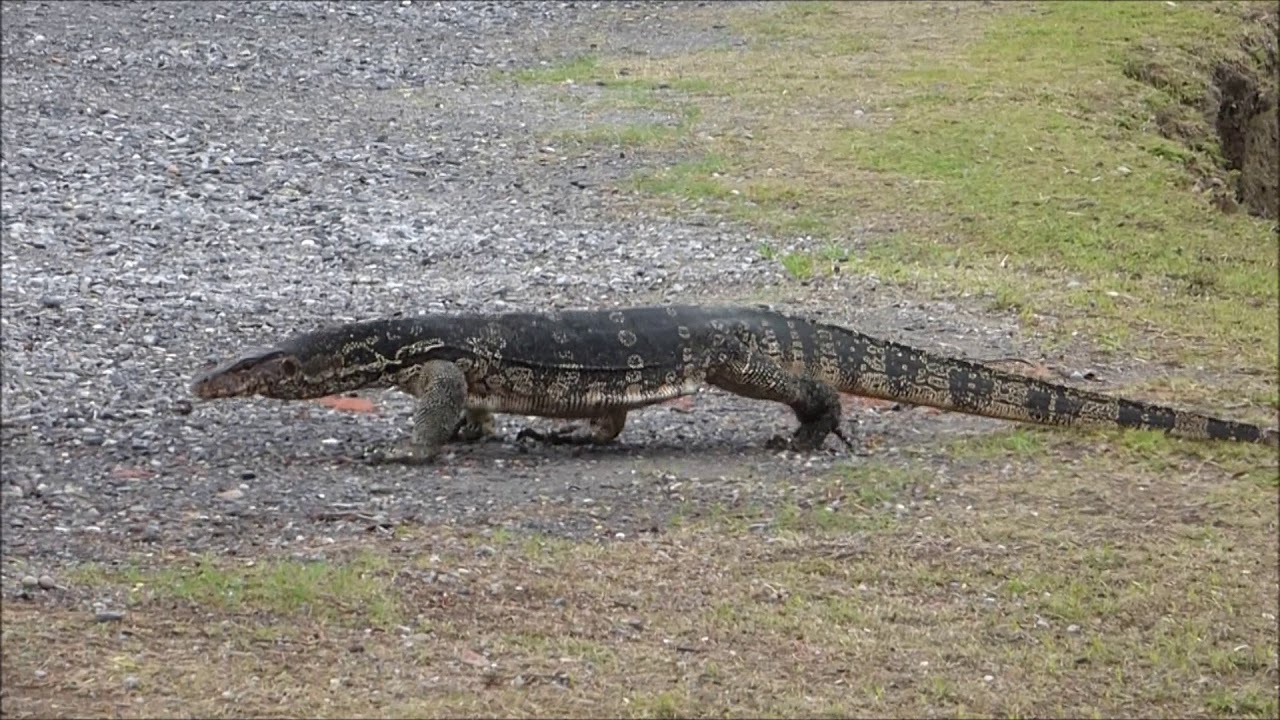 Varano acuático (Varanus salvator) en Ayutthaya - YouTube